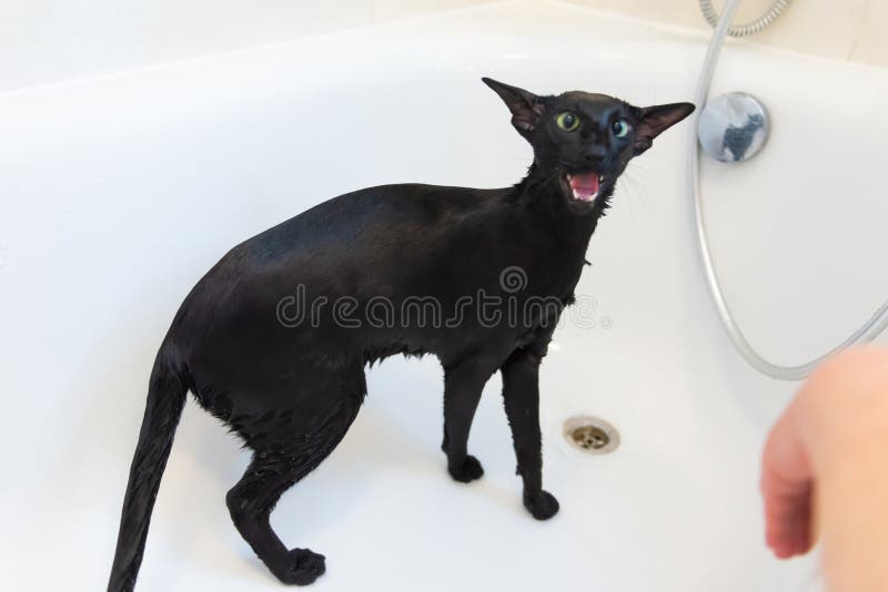 Washing Black Funny Cat in Bath Stock Photo - Image of adorable, hand ...