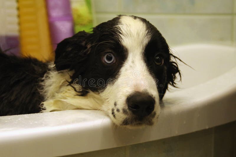 Washing of Border Collie stock image. Image of bathroom - 88277123
