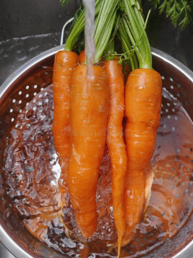 Washing Carrots stock image. Image of vegetable, carrot - 15791171