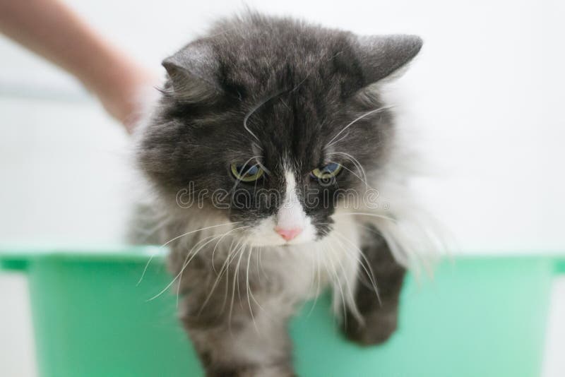 Washing a cat stock photo. Image of small, hand, cute - 163421502