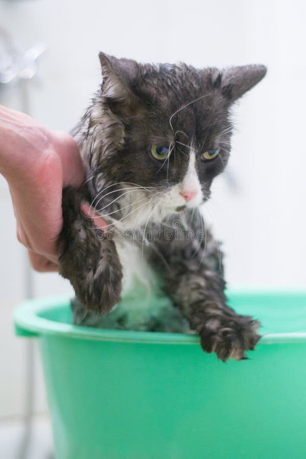 Washing a cat stock photo. Image of cute, looking, beautiful - 163421534