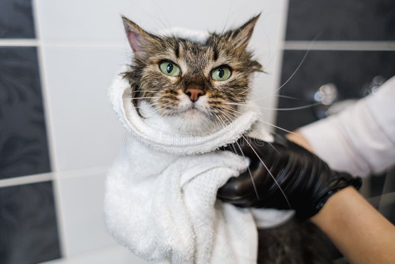 Washing the Cat in the Bathroom. Animal Care Procedure Stock Photo ...