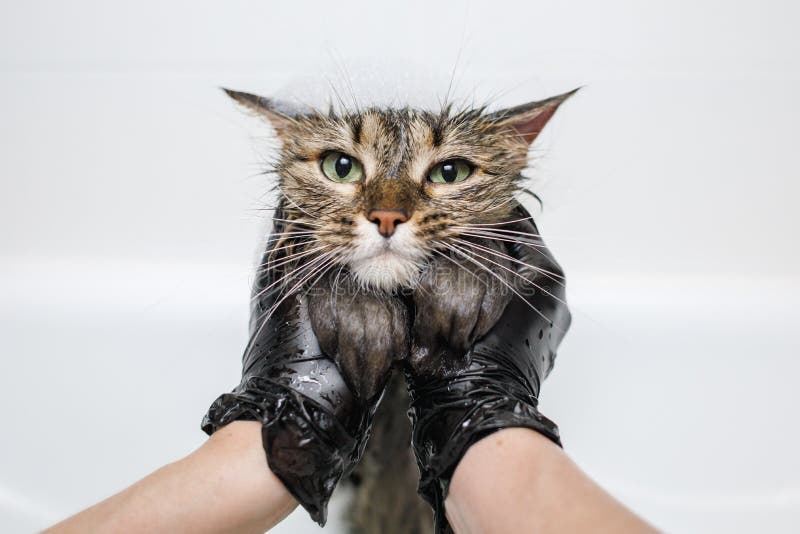 Washing the Cat in the Bathroom. Animal Care Procedure Stock Image ...