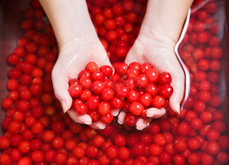 Washing cherries stock image. Image of hands, cherries - 12082323