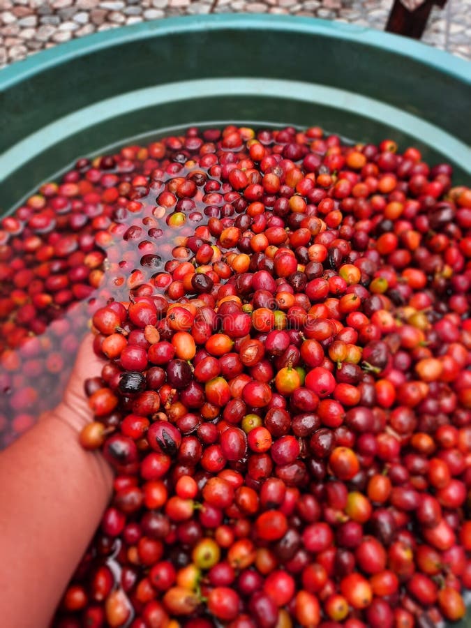 Washing coffee stock image. Image of produce, plant - 267717123