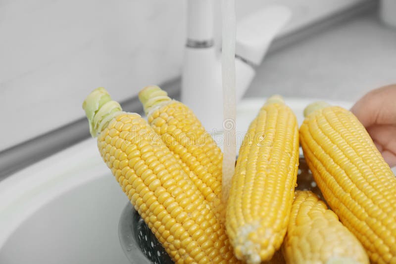 Washing Corn Ears in Kitchen Sink Stock Image - Image of crop, female ...