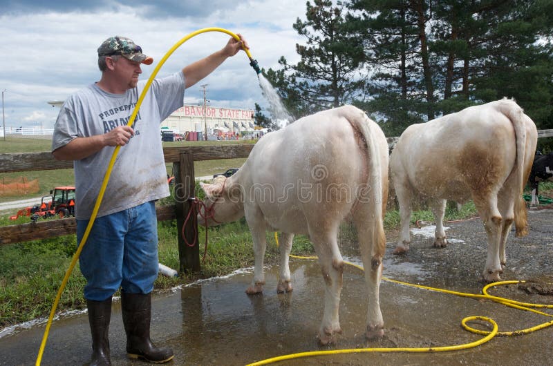 Washing Cows at a State Fair Editorial Photo - Image of state, hoses ...