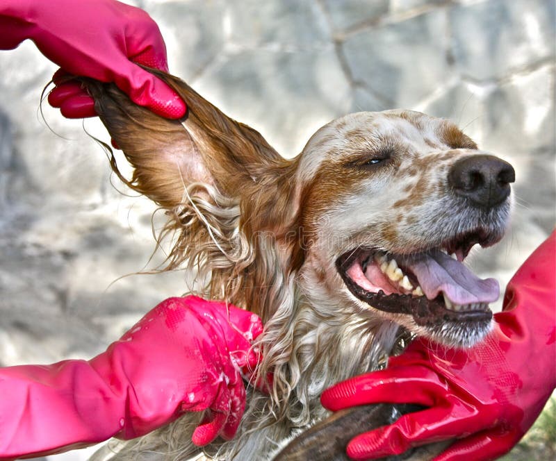 Washing the dog stock image. Image of animal, shampoo - 12710113