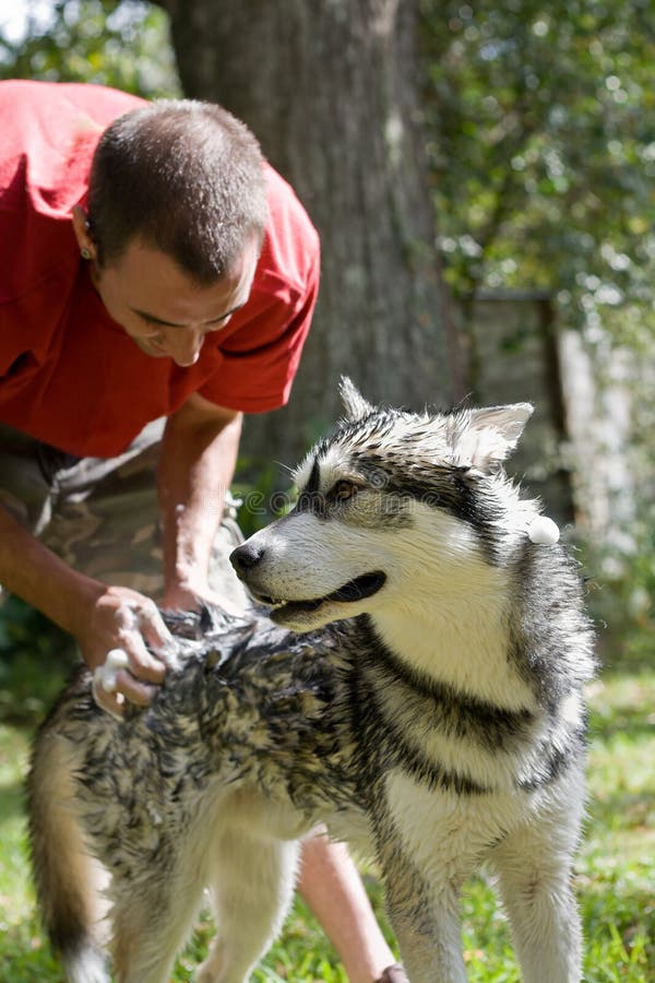 Washing the Dog stock image. Image of siberian, scrub - 3313897