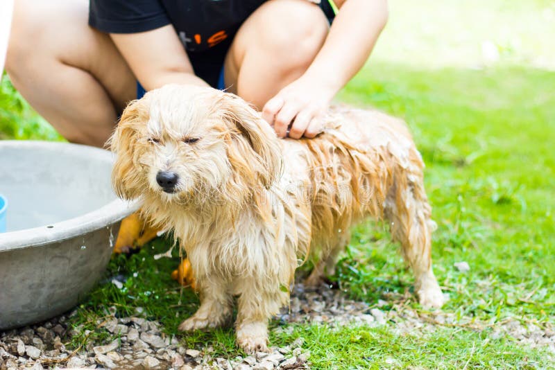 Washing the Dog stock photo. Image of plastic, hair, happy - 50204714