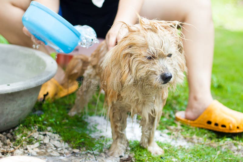 Washing the Dog stock photo. Image of clean, face, animal - 50327782