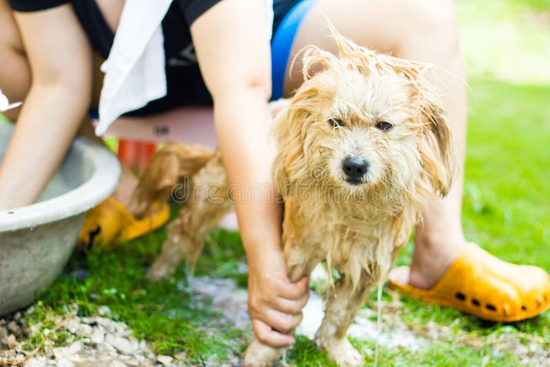 Washing Dog Stock Photos - Download 2,404 Royalty Free Photos