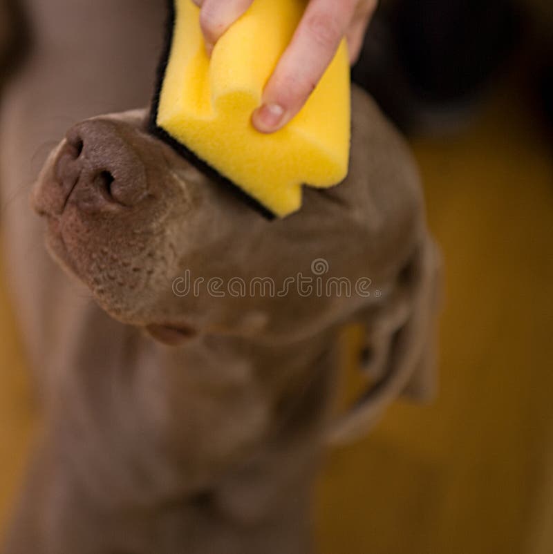 Washing a Dog stock photo. Image of canine, hands, scrubbing - 39102982