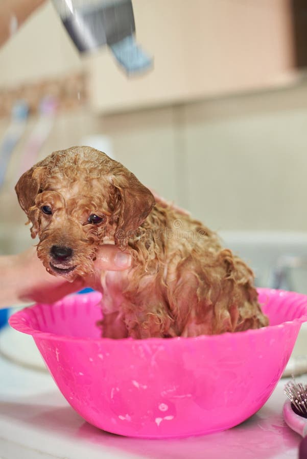 Washing dog service stock image. Image of hair, domestic - 96850181