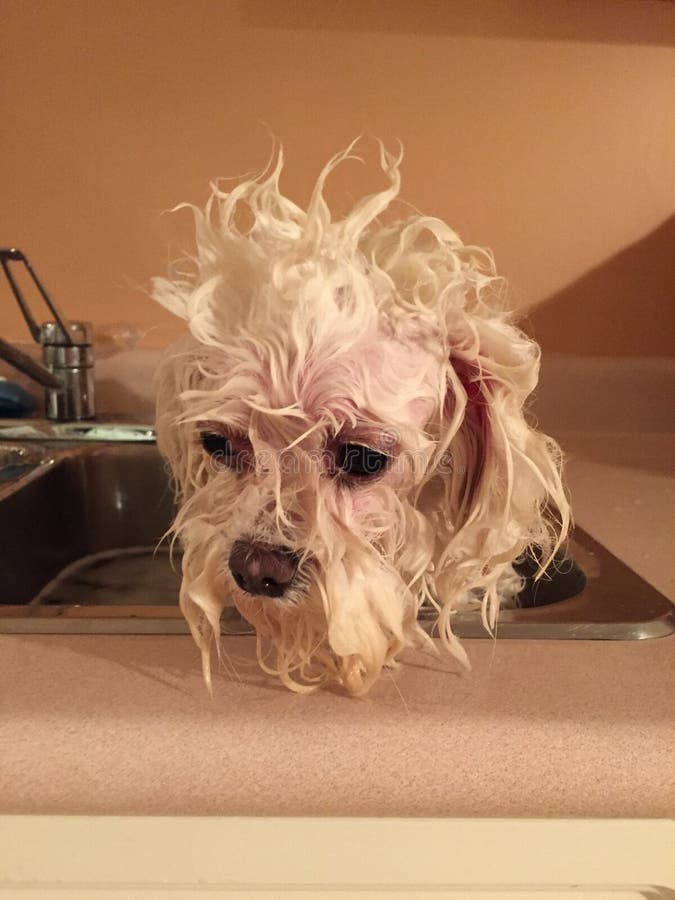 Washing a Dog stock photo. Image of bath, little, bathing - 70761700