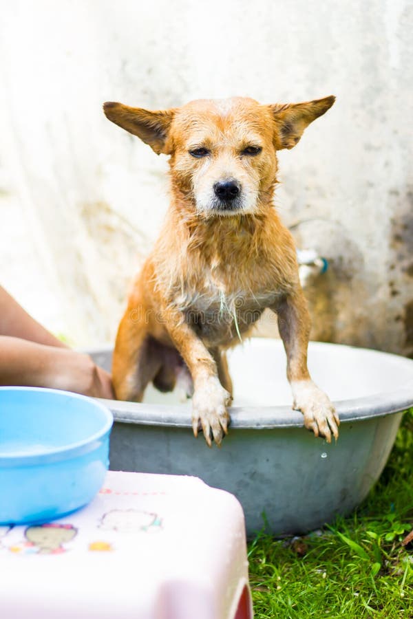 Washing the Dog stock image. Image of bubbles, dirty - 50175885