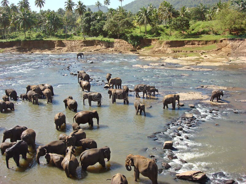 Washing elephants stock photo. Image of reserve, natural - 4553528