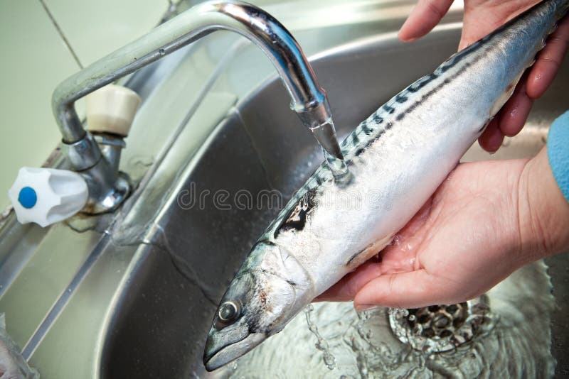 Washing of fish stock photo. Image of rainbow, concept - 18130174