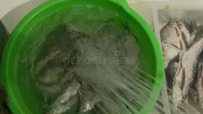 Washing Fish from Salting for Drying Stock Video - Video of fresh ...
