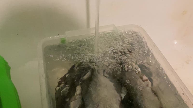 Washing Fish from Salting for Drying Stock Footage - Video of dessert ...