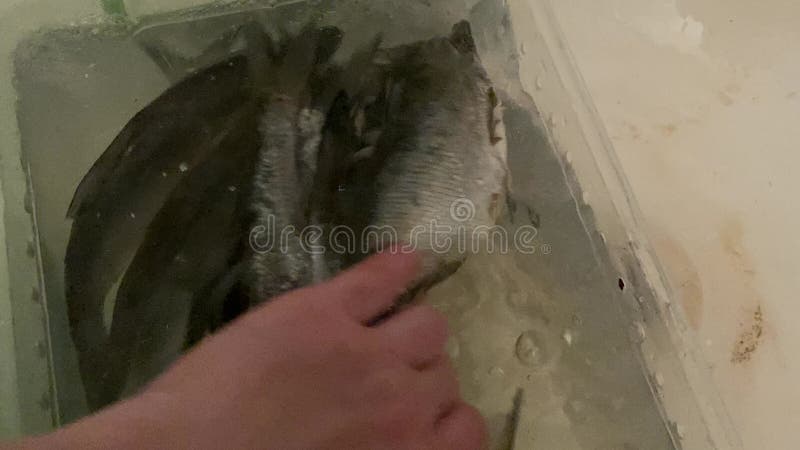 Washing Fish from Salting for Drying Stock Video - Video of closeup ...