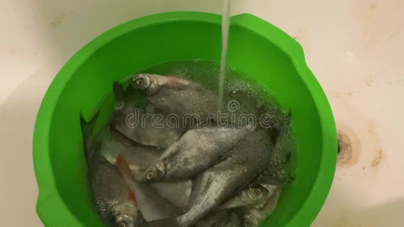 Washing Fish from Salting for Drying Stock Footage - Video of clean ...