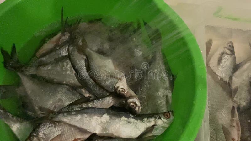 Washing Fish from Salting for Drying Stock Footage - Video of sunfish ...