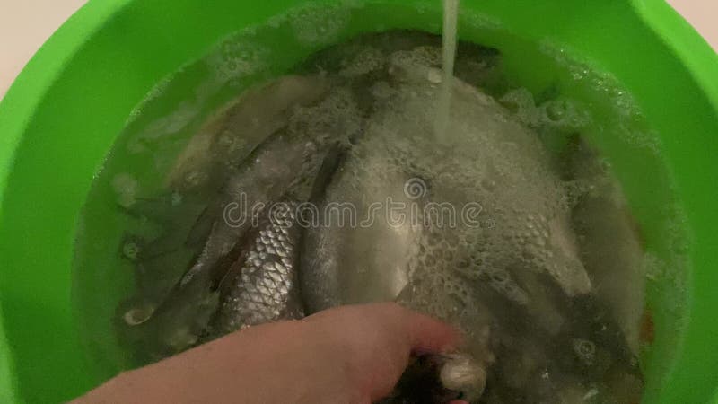 Washing Fish from Salting for Drying Stock Video - Video of blue ...