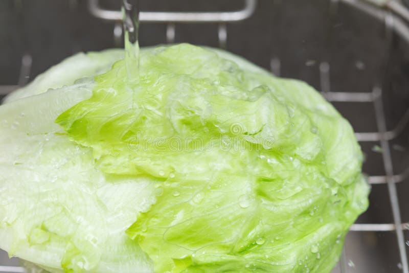 Washing fresh cabbage stock photo. Image of plant, leafy - 89534252