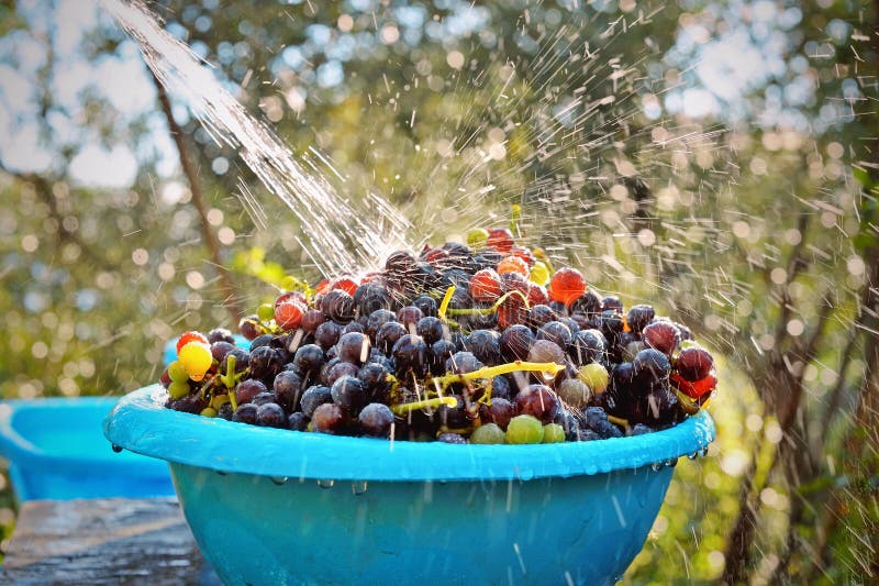 298 Grapes Wash Stock Photos - Free & Royalty-Free Stock Photos from ...