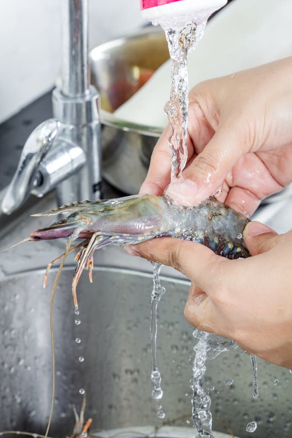Washing fresh shrimp stock photo. Image of seafood, farm - 60618384