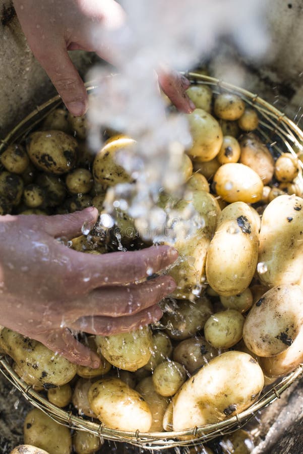 Washing Freshly Harvested Potatoes Stock Photo - Image of organic ...