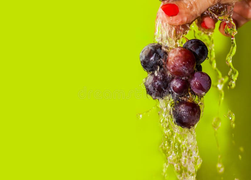 Washing Grape stock photo. Image of green, dessert, health - 47938838