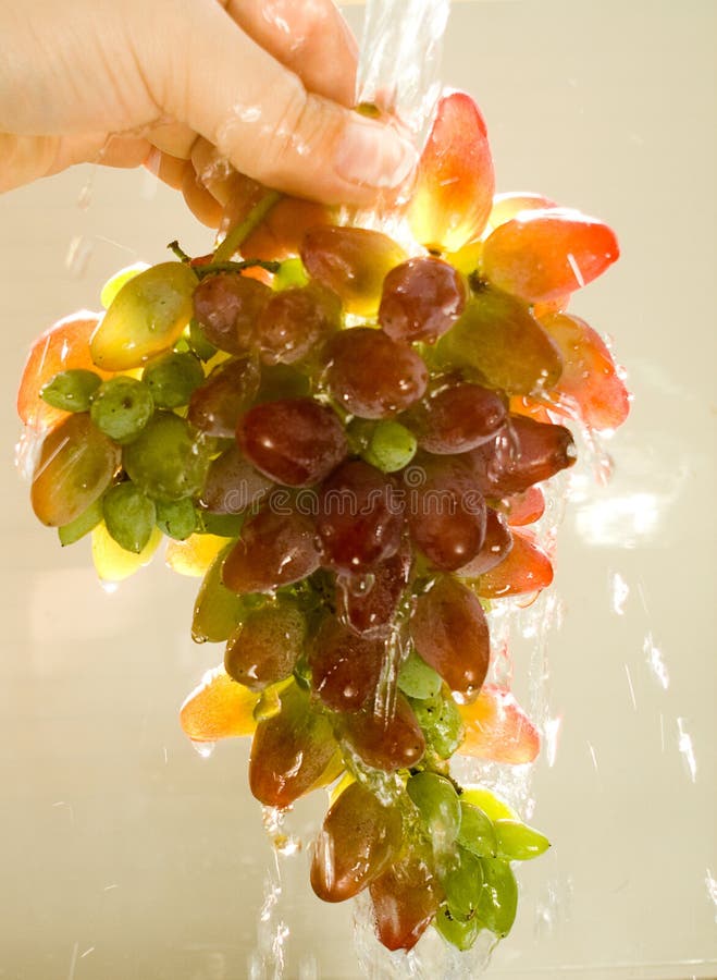 Washing grapes stock photo. Image of snack, closeup, dessert - 12979492