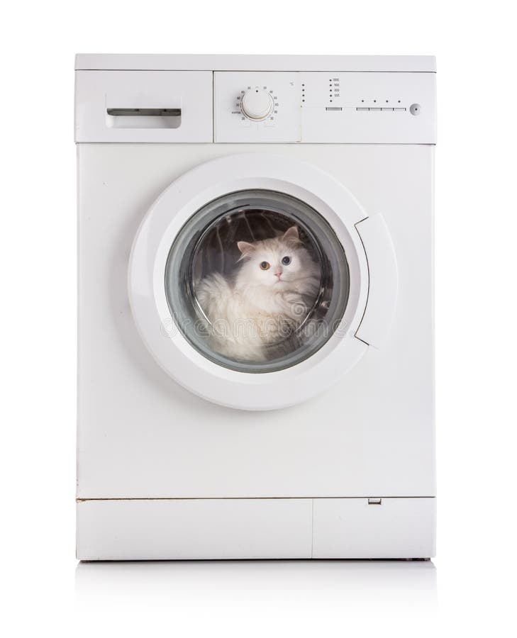 Beautiful cat stock image. Image of folding, close, appliance - 1051605