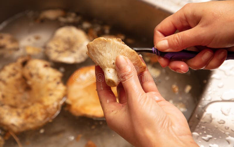 Washing Mushrooms with a Toothbrush Stock Photo - Image of clean ...