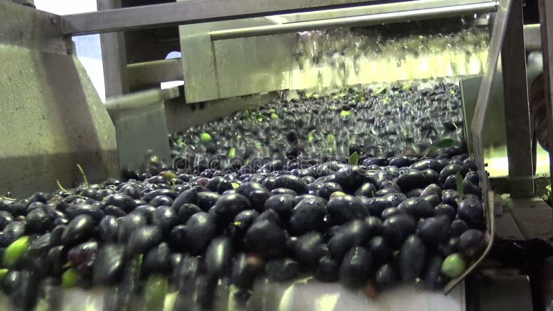 Olives Processing in the Olive Mill 2 Stock Video - Video of ...