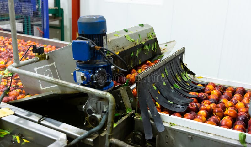 Washing Peaches on Production Line in Packaging Workshop Stock Image ...