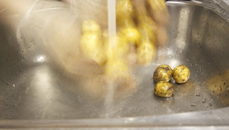 Washing potatoes stock photo. Image of nature, spicy - 25584330