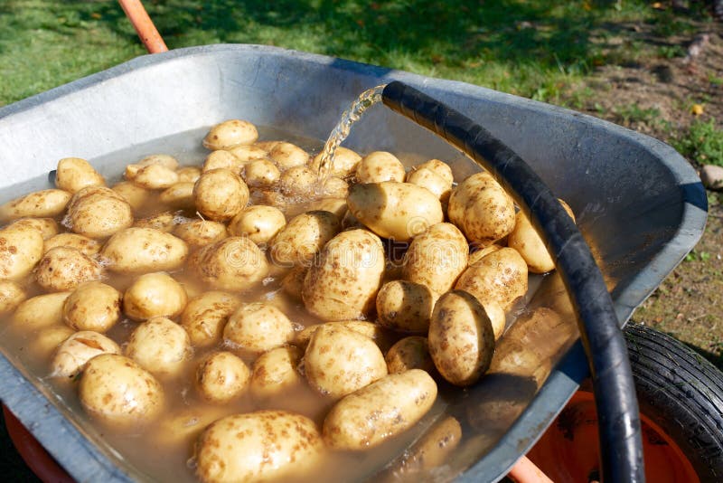 Washing Potatoes with Water after Harvest Stock Image - Image of fall ...