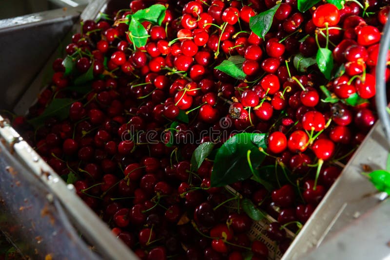 Washing ripe cherries stock image. Image of harvest - 230700511