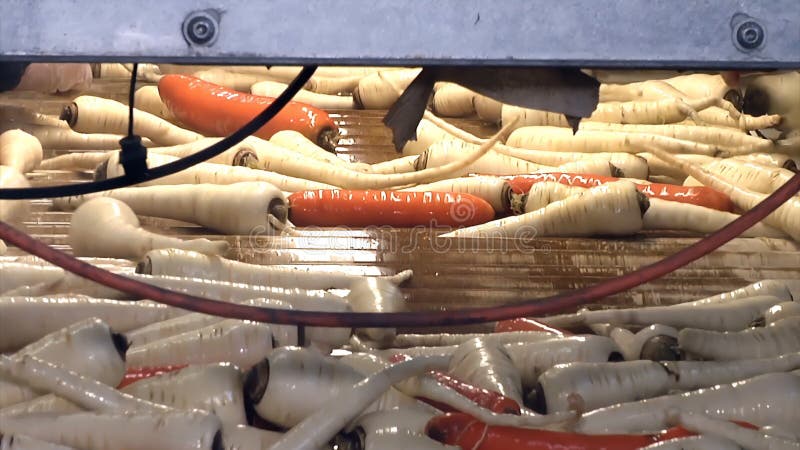 Washing and Sorting Fresh Carrots and Parsley Stock Footage - Video of ...