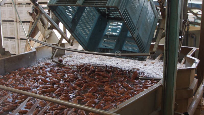 Washing and Sorting of Sweet Potatoes in an Agricultural Packing ...