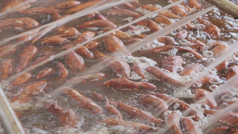 Washing and Sorting of Sweet Potatoes in an Agricultural Packing ...