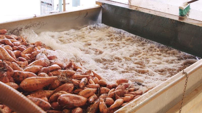 Washing and Sorting of Sweet Potatoes in an Agricultural Packing ...
