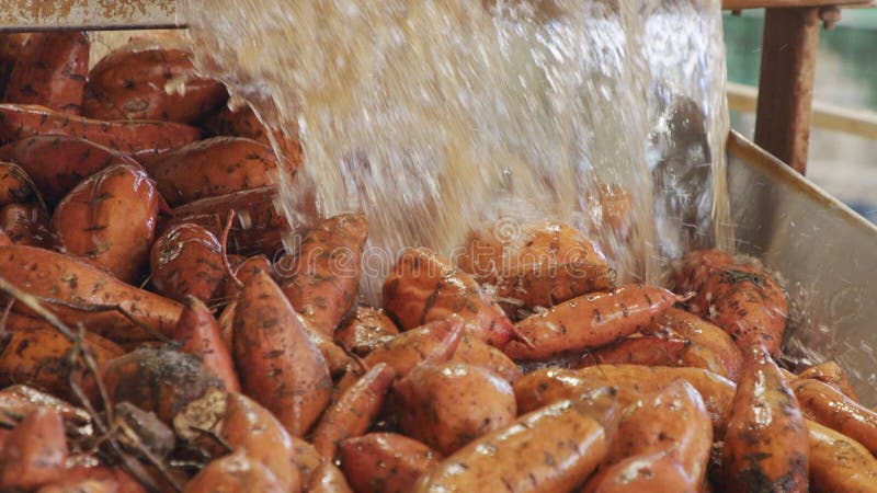 Washing and Sorting of Sweet Potatoes in an Agricultural Packing ...