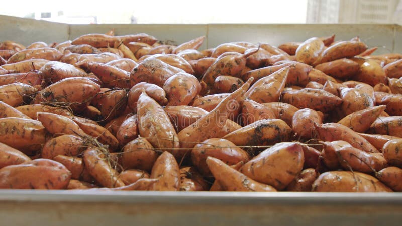 Washing and Sorting of Sweet Potatoes in an Agricultural Packing ...