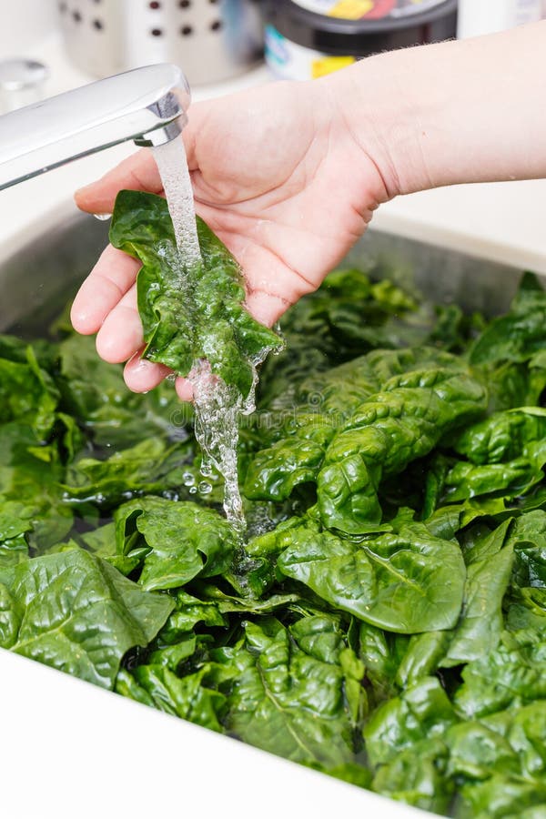 Preparing food stock photo. Image of culinary, clothes - 1534962