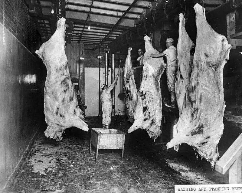 Washing And Stamping Beef Carcasses Picture. Image: 222322645