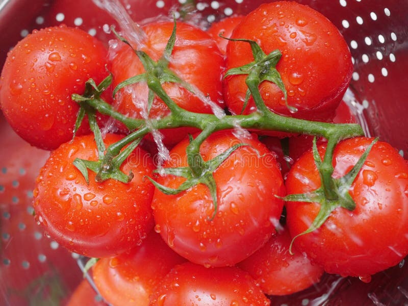 Washing Yellow Tomatoes and Lemons Stock Image - Image of metal ...